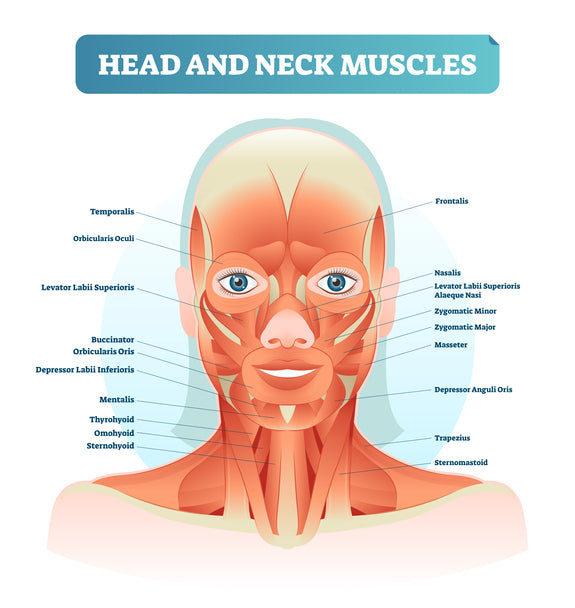 Understanding the Masseter Muscle: Importance and Exercises